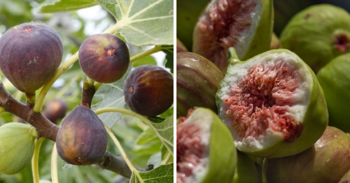Figos são formados com ajuda de um inseto que morre no seu interior