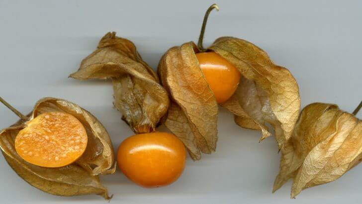 Elderberry: uma fruta poderosa para sua saúde