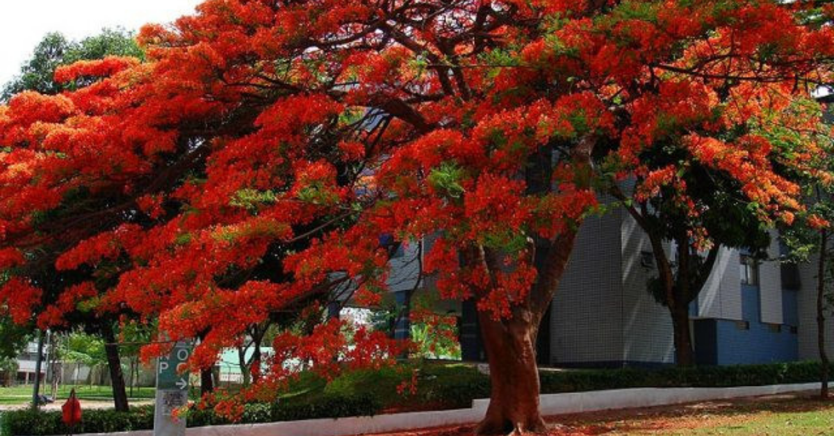 Flamboyant: como cuidar dessa majestosa árvore