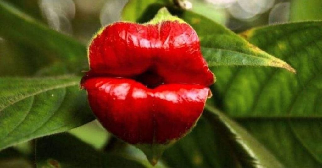 Flor-do-beijo: uma linda planta para cultivar em climas quentes