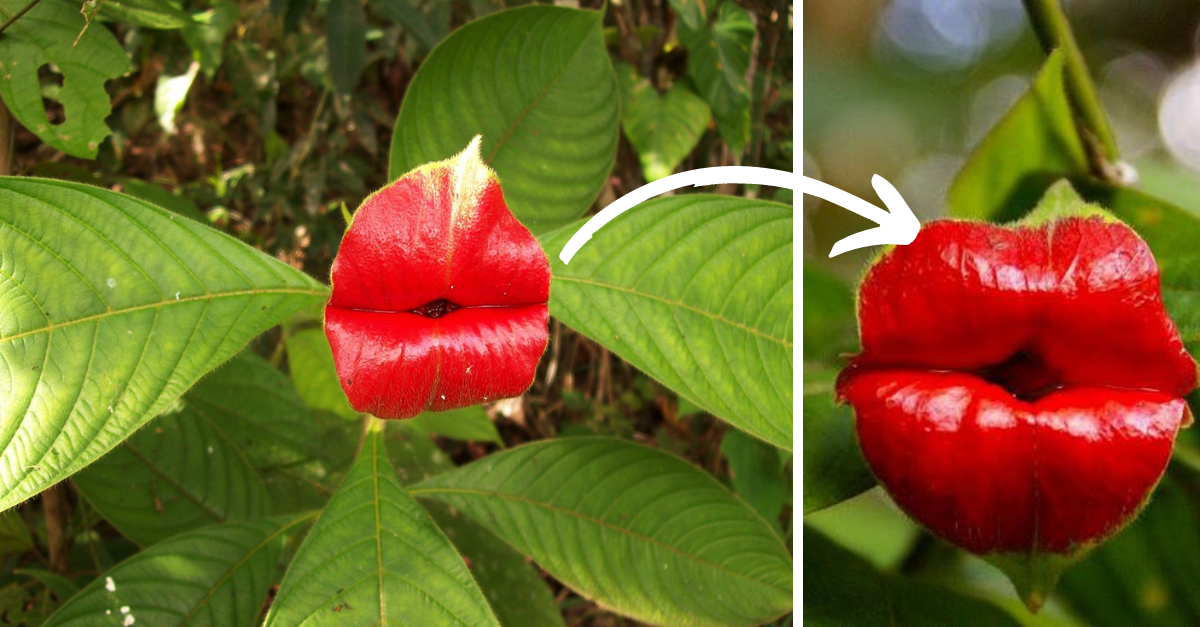 Flor-do-beijo: uma linda planta para cultivar em climas quentes
