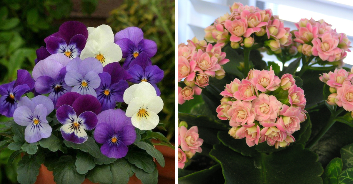 Flores de inverno: variedades para ter um jardim florido o ano inteiro