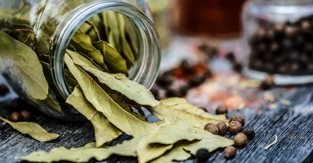 Chá de louro emagrece, sim ou não? Veja como tomar