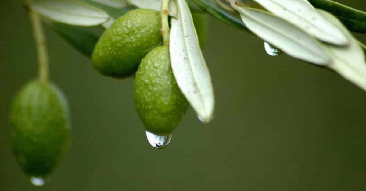 Folha de oliveira: saiba para que serve e como usar essa planta