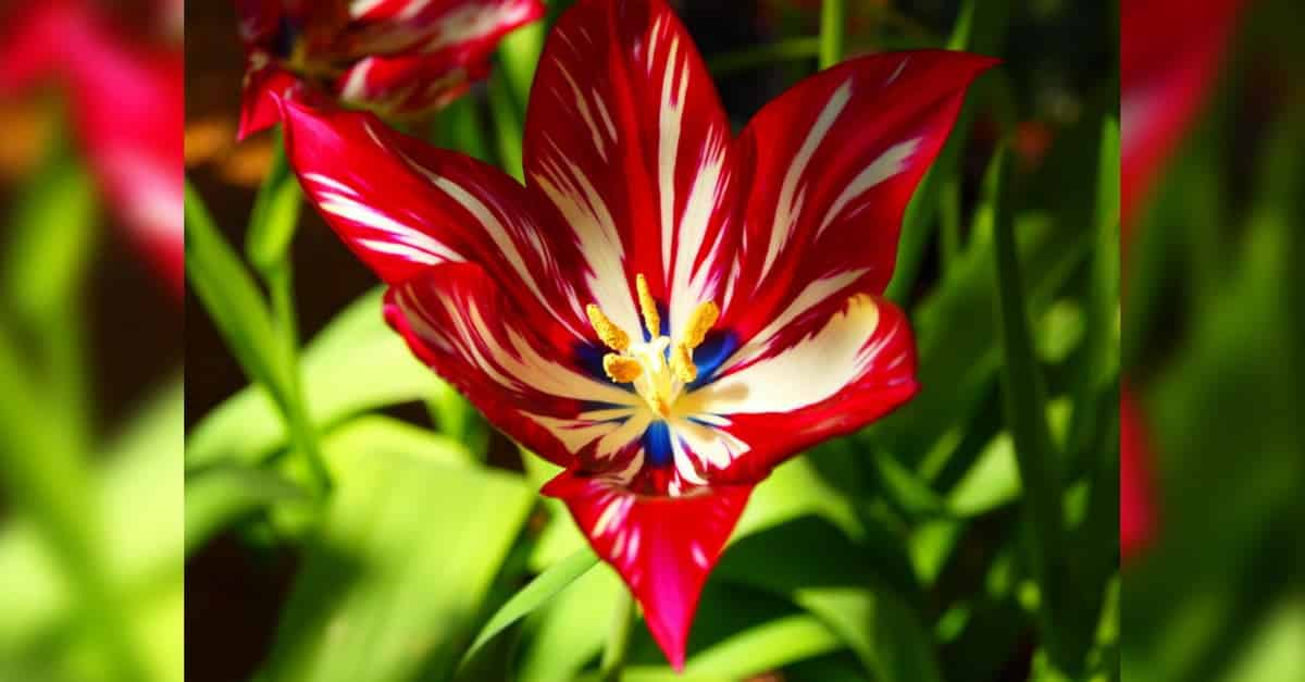 Encante-se com a beleza destas flores exóticas