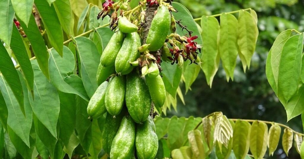 Fruta biribiri: conheça as propriedades e aprenda receitas
