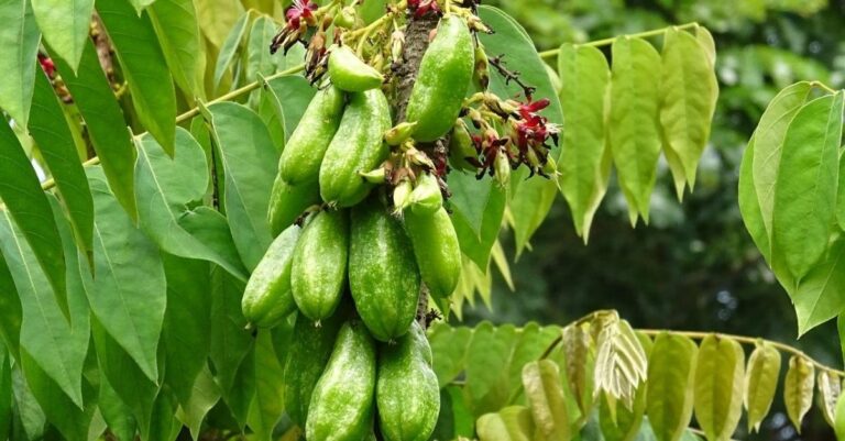 Fruta biribiri: conheça as propriedades e aprenda receitas