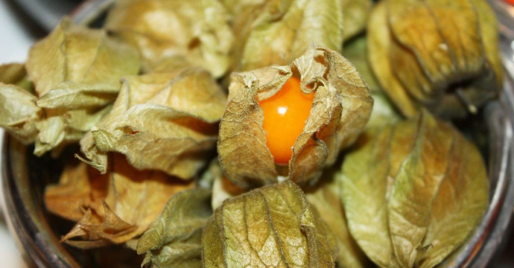 Benefícios da Golden Berry