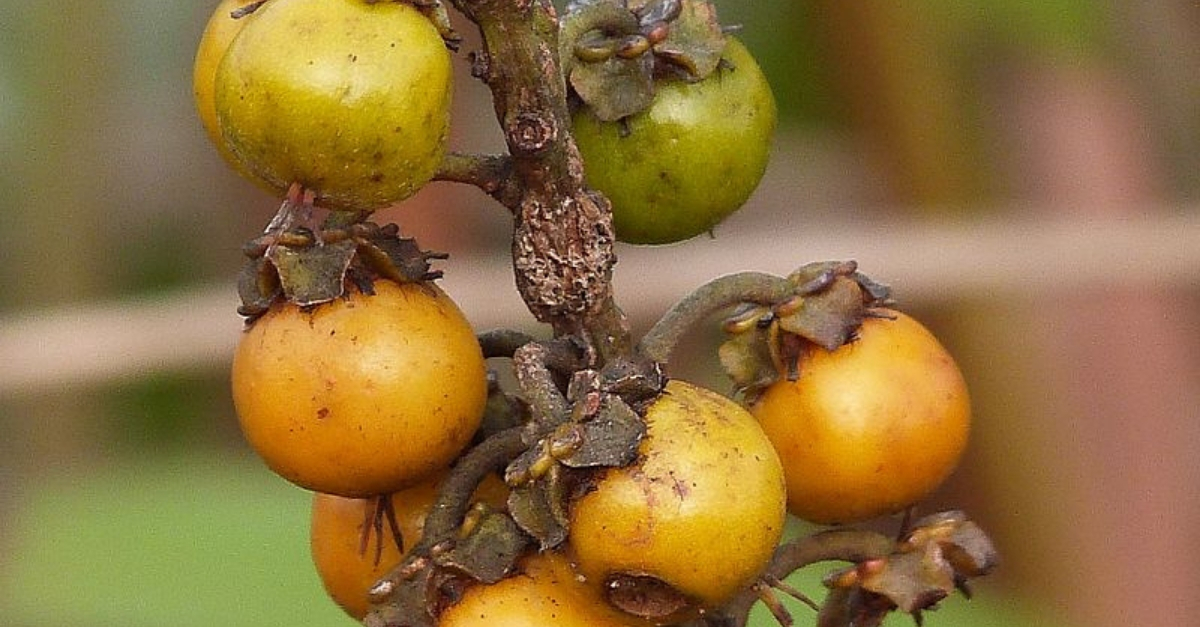 Murici: benefícios da fruta e como consumir