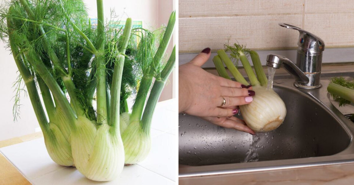 Funcho: benefícios e como usar essa planta no dia a dia