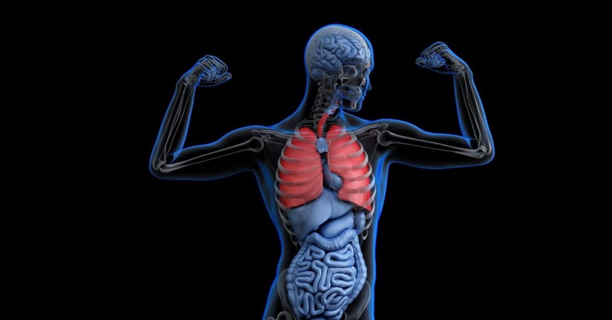 Glândula timo: conheça suas funções e como estimulá-la