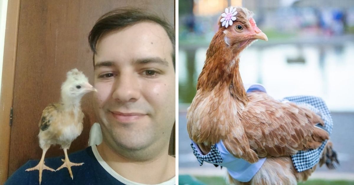 Conheça a Nugget, uma galinha de estimação que passeia pelo DF de coleira