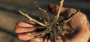 Garra-do-diabo: descubra para o que serve essa planta medicinal