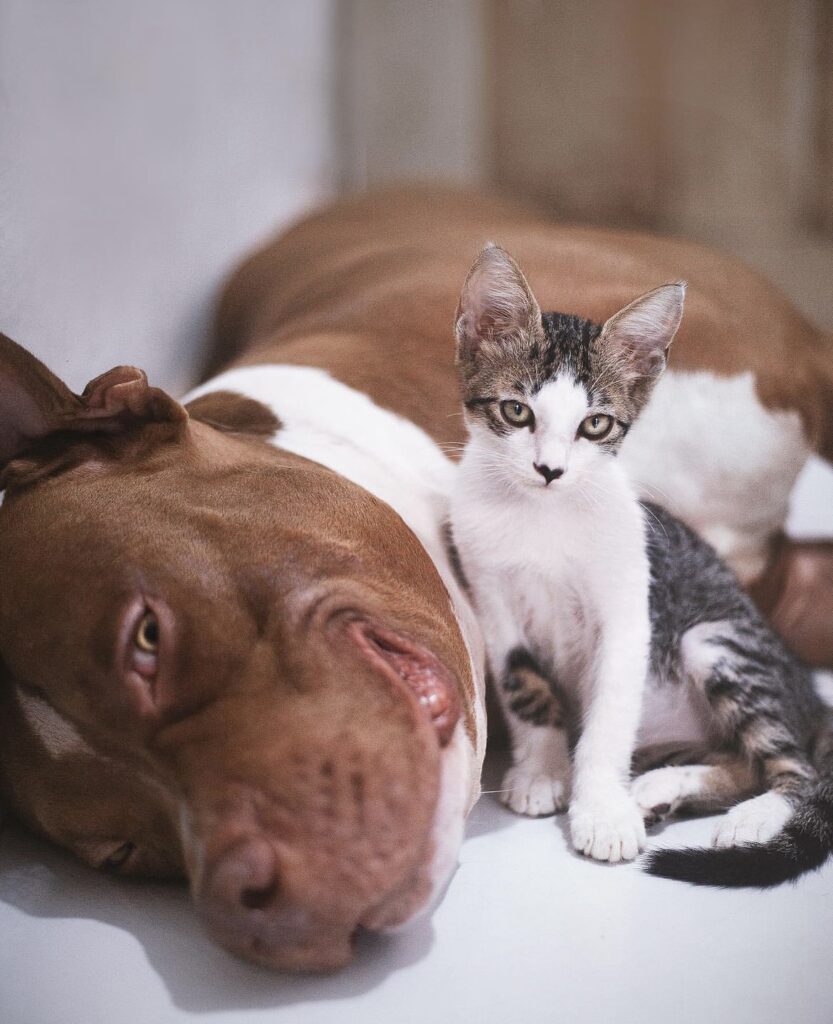 Gata bebê seguiu um Pitbull até em casa e foi adotada