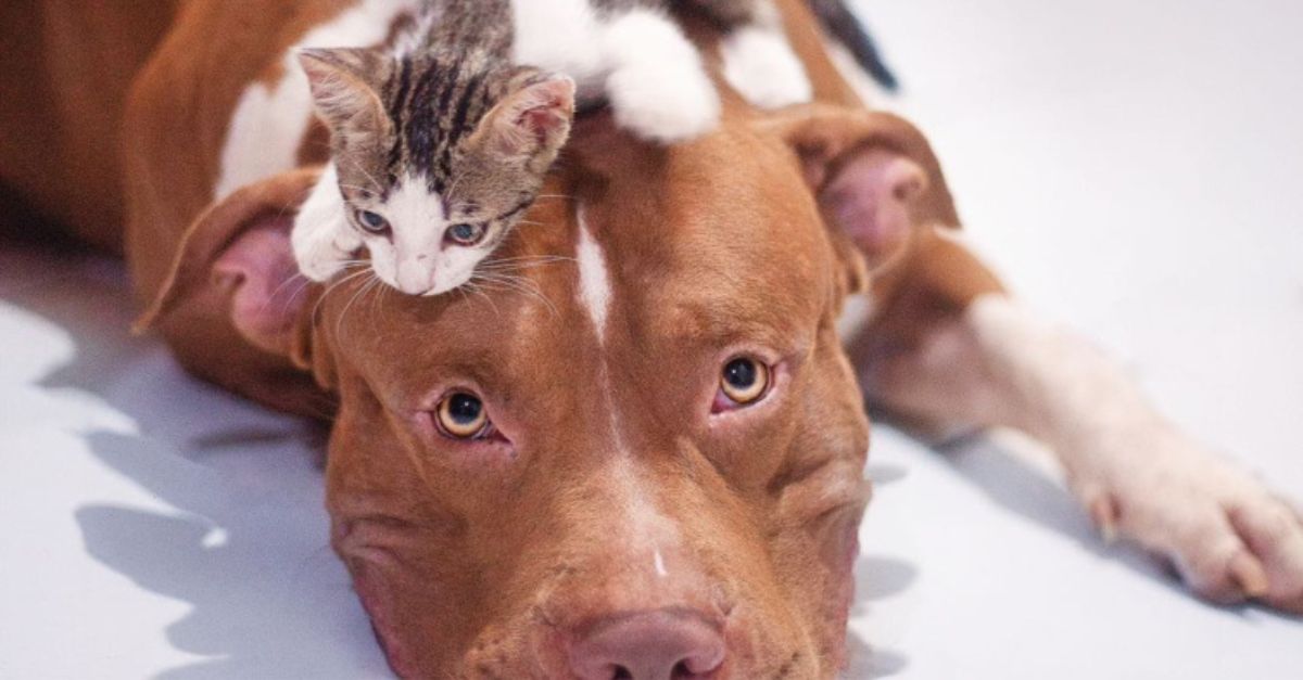 Gata bebê seguiu um Pitbull até em casa e foi adotada