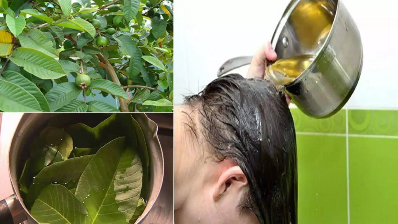 Folha de goiaba para o cabelo: benefícios e como usar