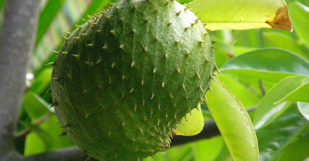 Benefícios da graviola