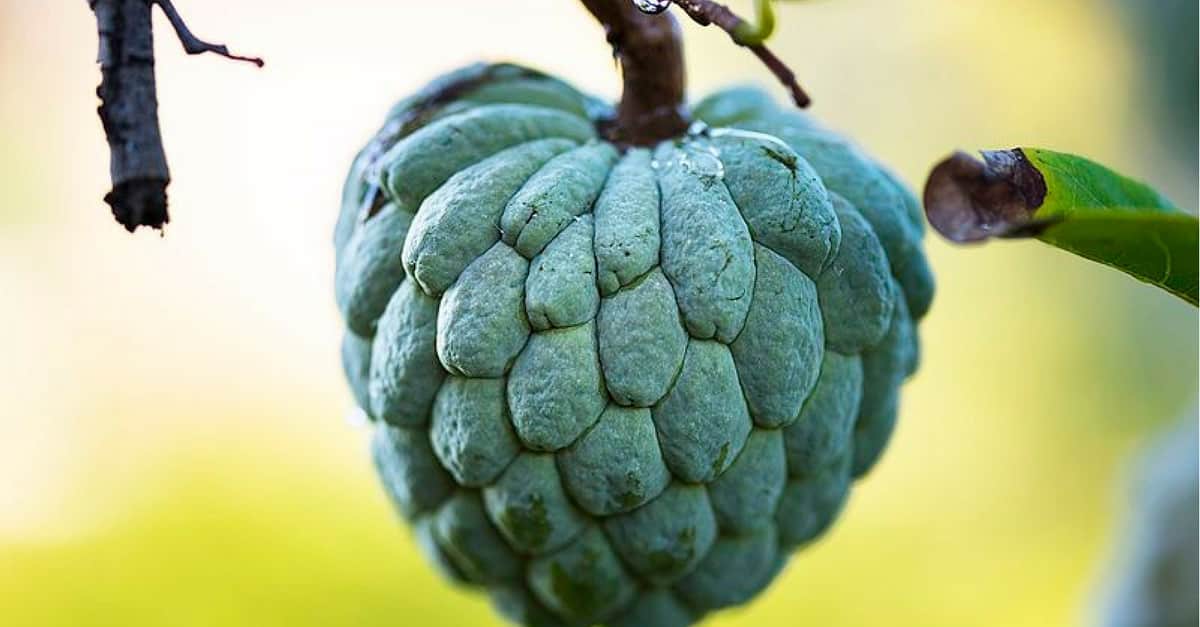 Graviola, uma fruta benéfica para a saúde