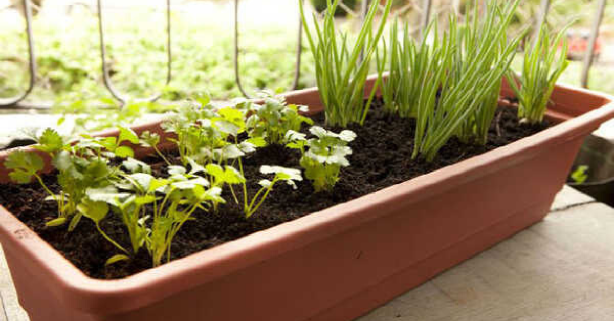 4 Passos fundamentais para quem quer começar uma hortinha em casa