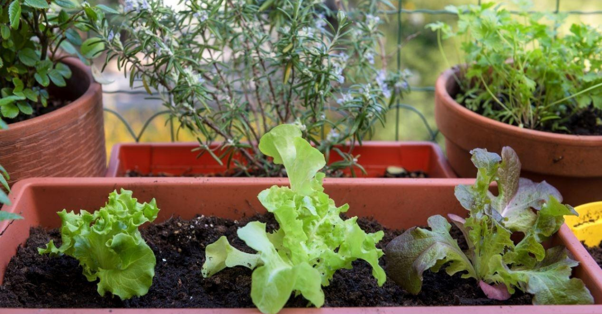 5 Dicas para ter uma horta em vasos em casa