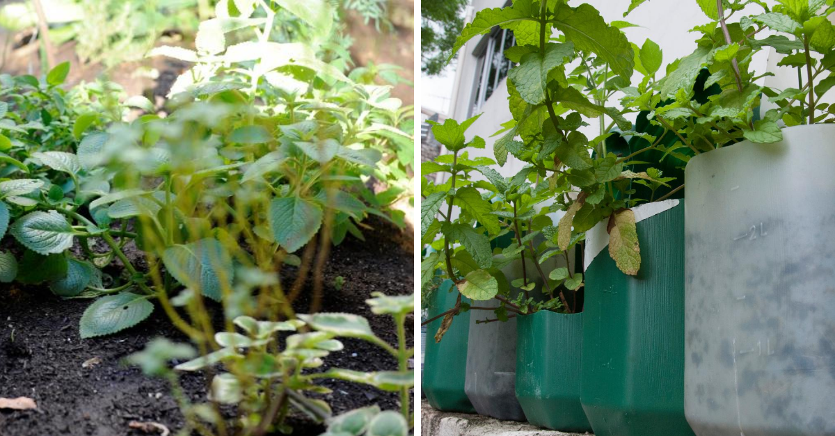 4 Dicas para ter uma horta medicinal em casa