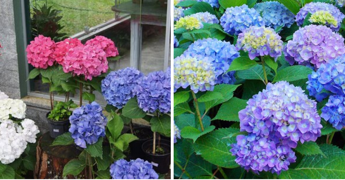 Cultivar hortênsias: 5 cuidados essenciais