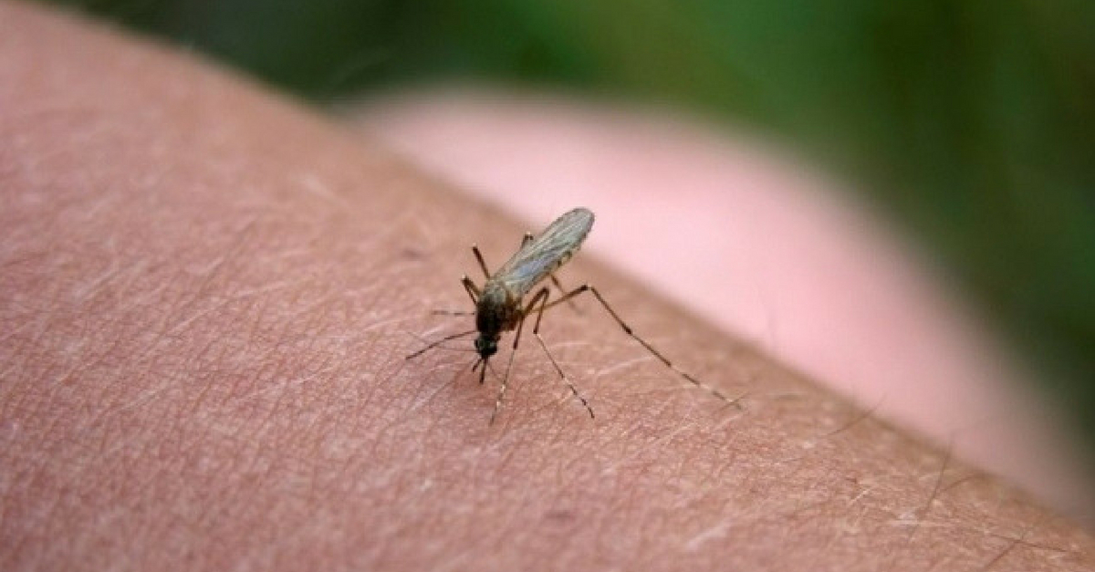 Como identificar picadas de insetos de cada tipo