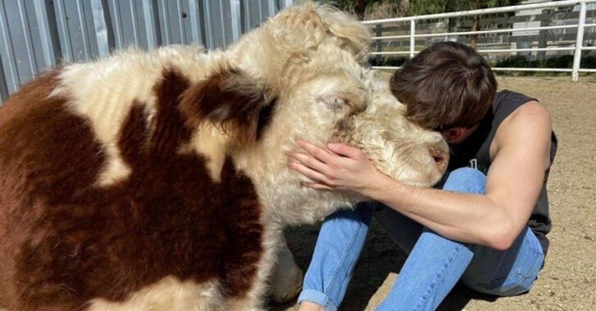 Estas 20 fotos fofas vão deixar o seu dia mais alegre
