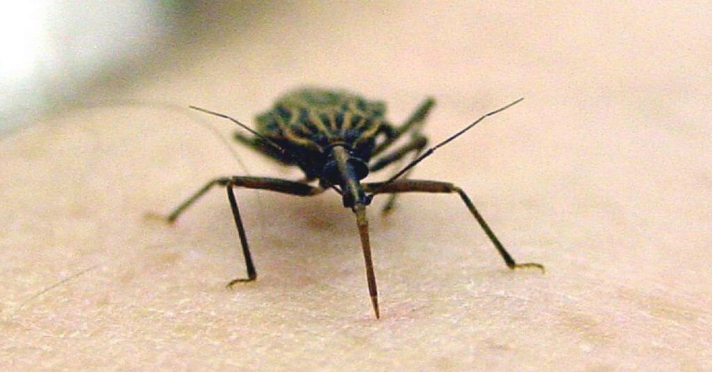 Perigo: a picada desse inseto causa ataque cardíaco!