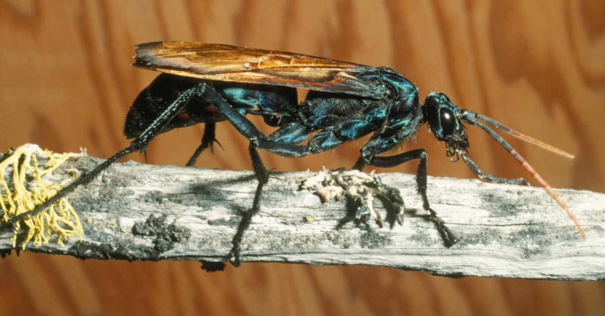 Picada de inseto: veja quais são as 10 mais dolorosas