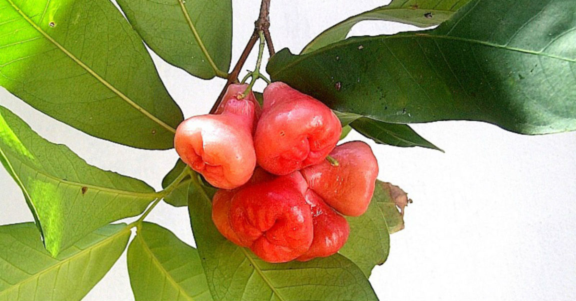 7 Benefícios do jambo para a saúde