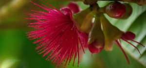 7 Benefícios do jambo para a saúde