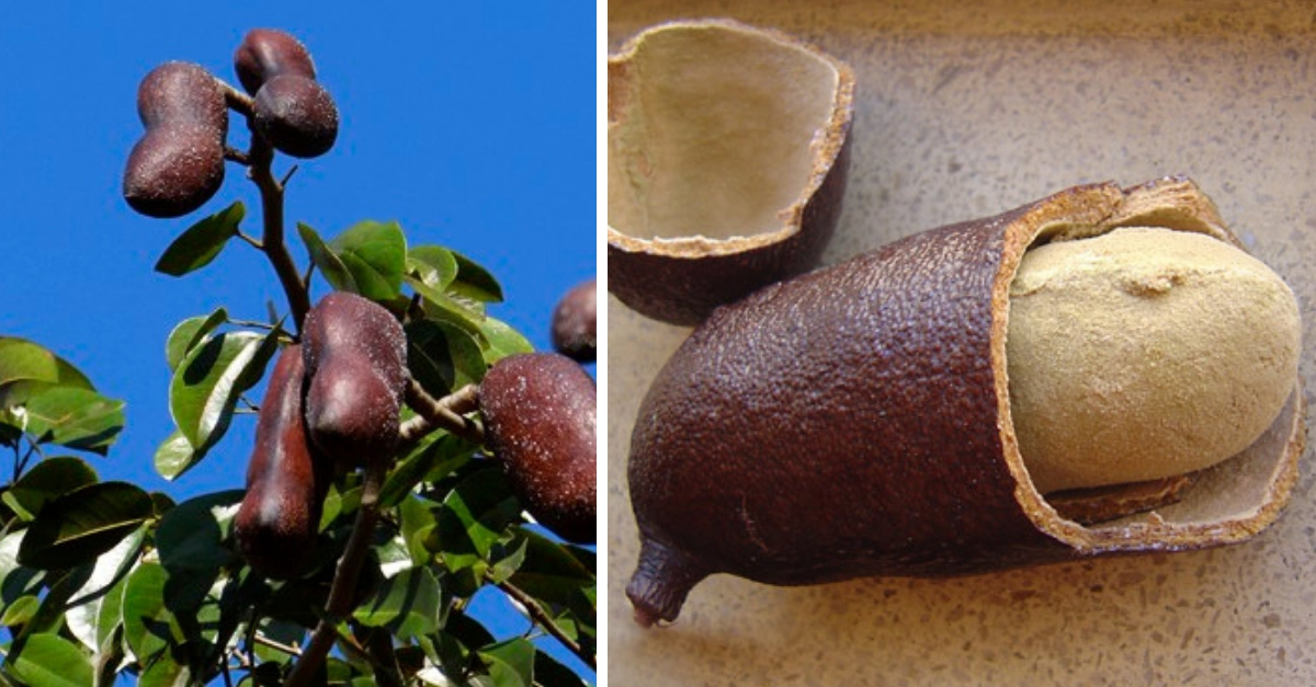 Conheça os benefícios do jatobá
