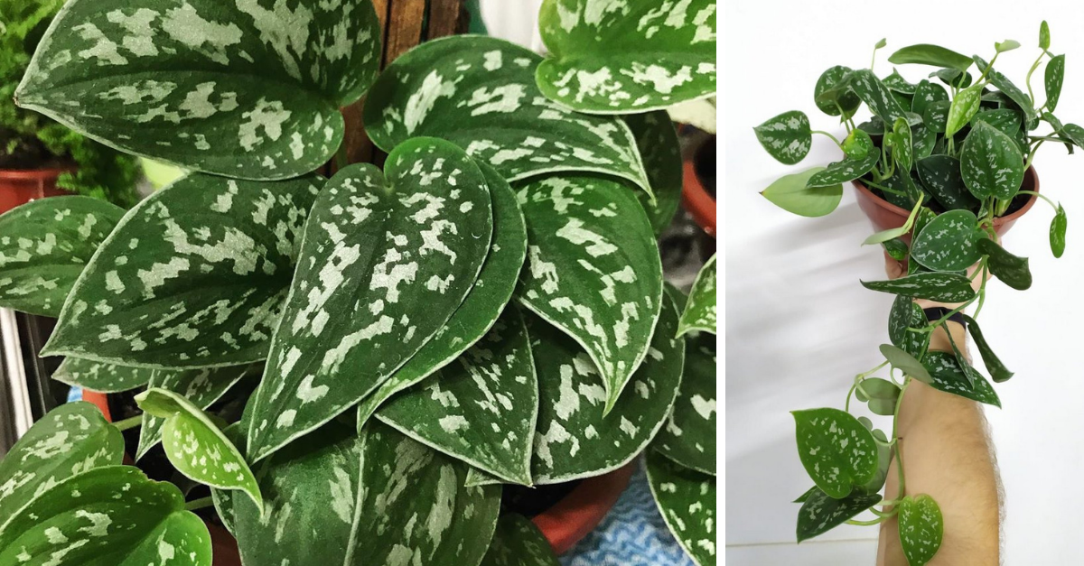 Jiboia-prateada: uma planta linda e fácil de cuidar