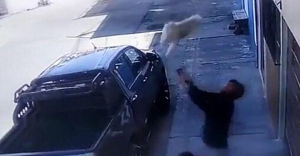 Inseto tesourinha: conheça o perigo e saiba como eliminar a lacrainha