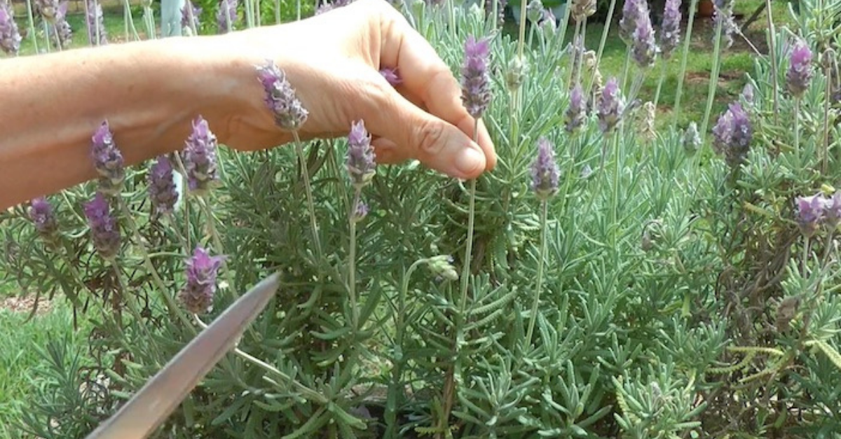 Benefícios e usos da lavanda: uma planta medicinal e ornamental