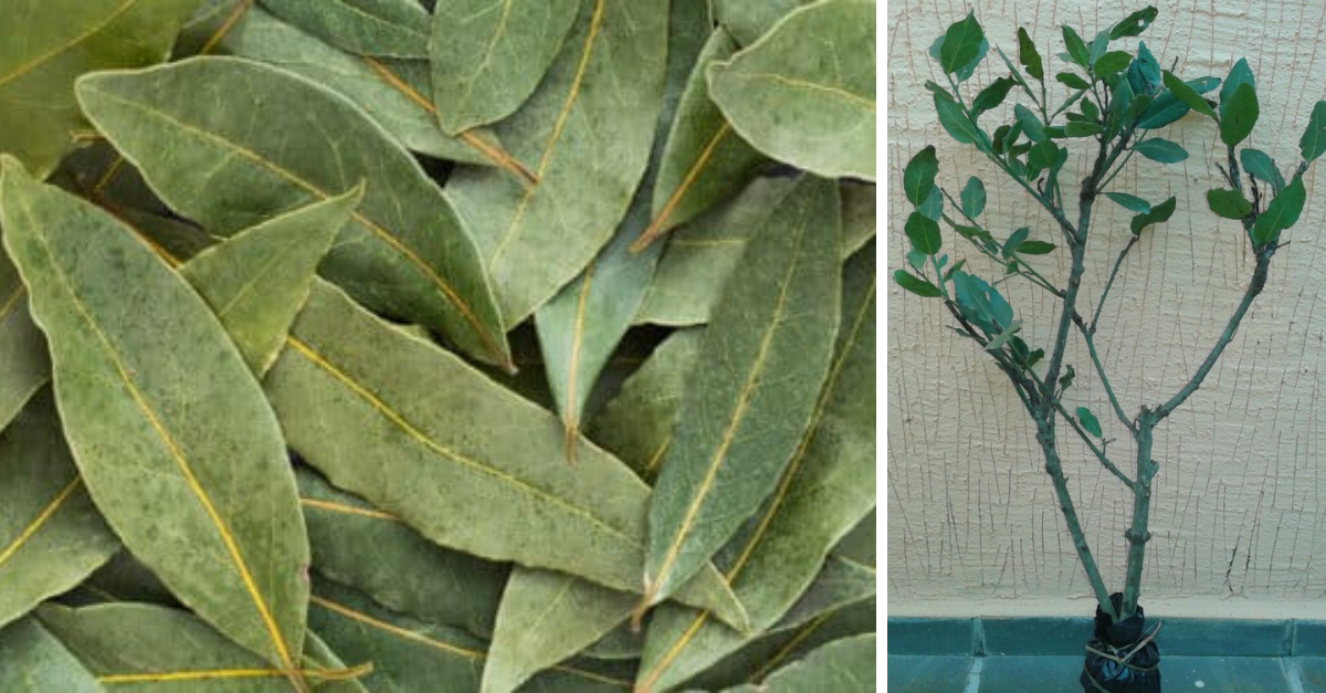 Como plantar louro em vaso: 6 passos simples