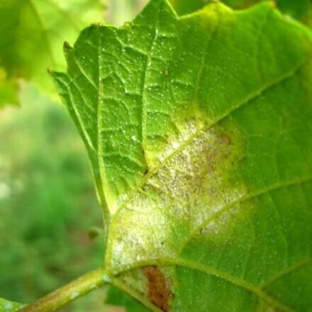 Fungo em plantas: como identificar e tratar