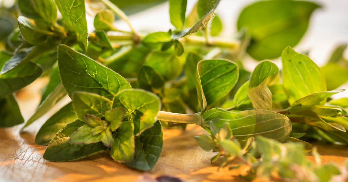 Manjerona: o que é e para o que serve essa erva aromática