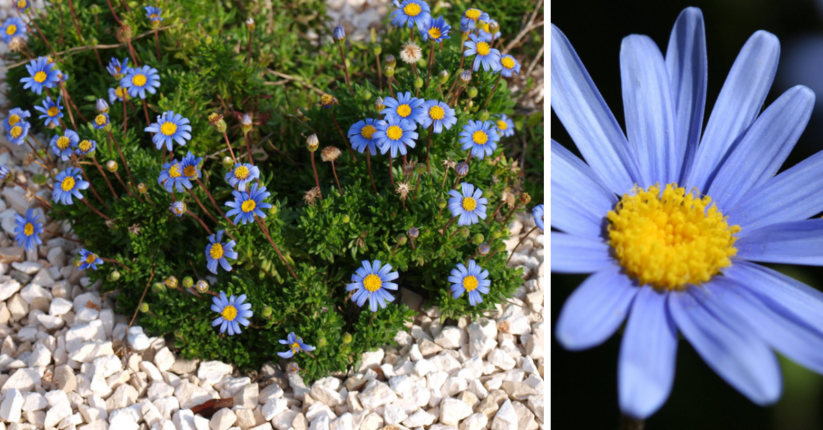 Margarida-azul: veja como plantar essa linda flor