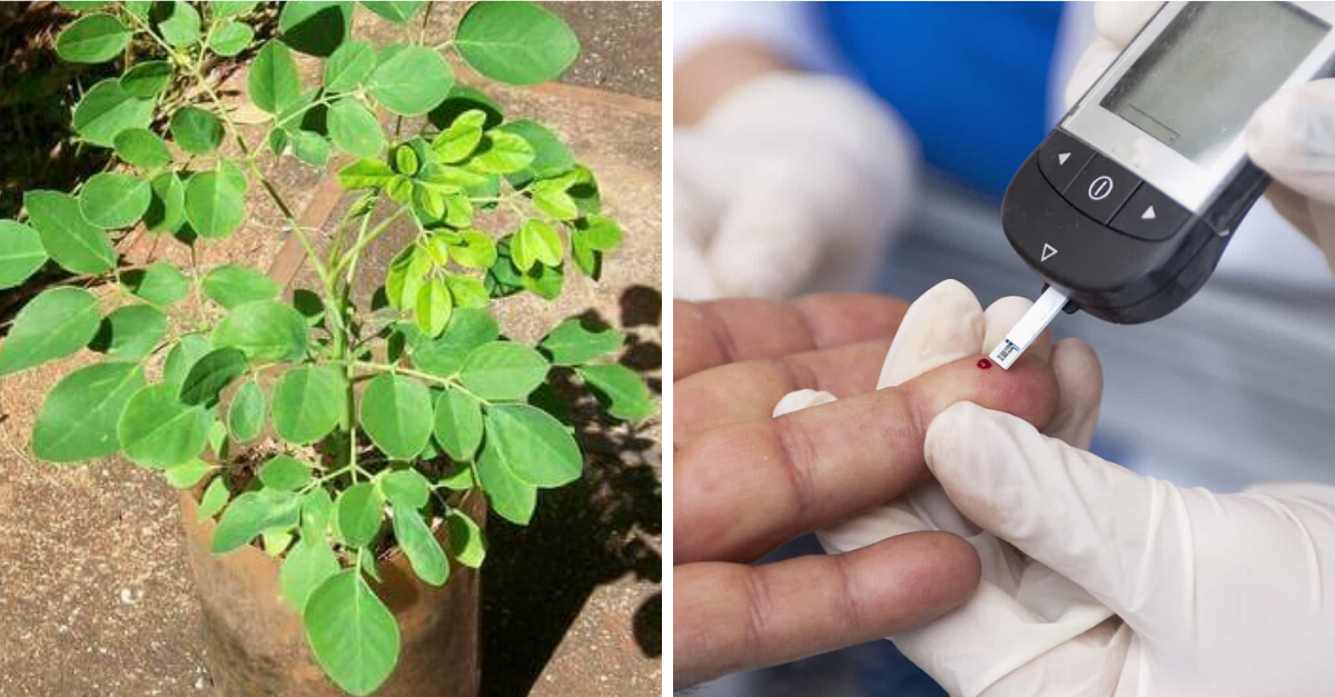 Benefícios da moringa para diabetes