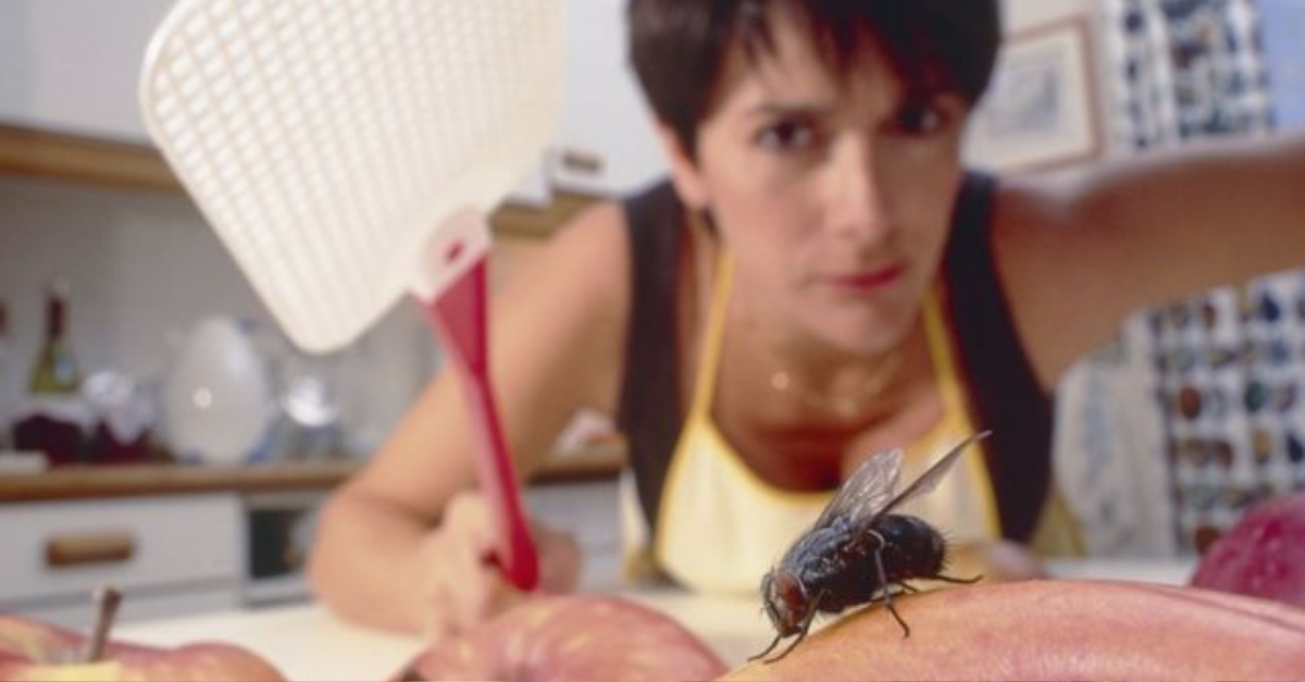 4 dicas naturais para espantar as moscas