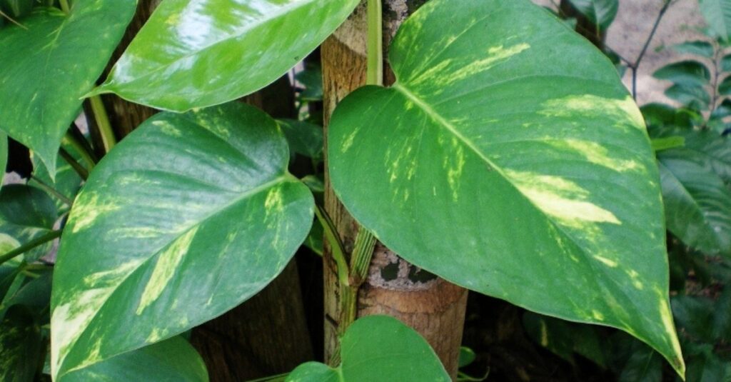 Cuidados com a jiboia: 5 motivos para amar e 1 para odiar