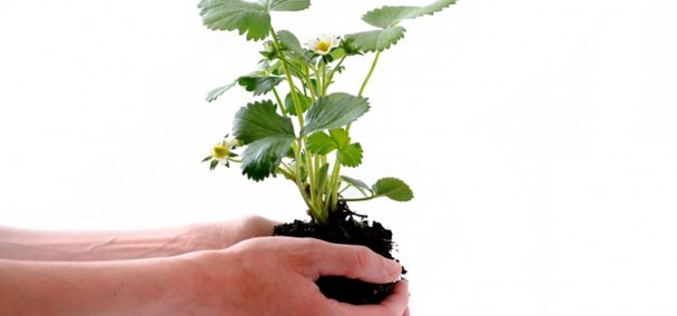 Como saber e o que fazer se ver uma planta morrendo em seu jardim