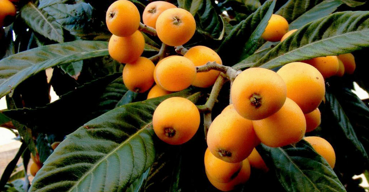 5 Benefícios da nêspera para a saúde e receita de bolo com a fruta