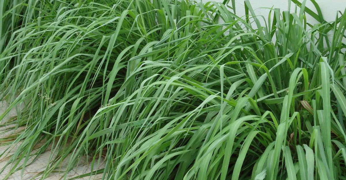 Benefícios e para que serve a citronela