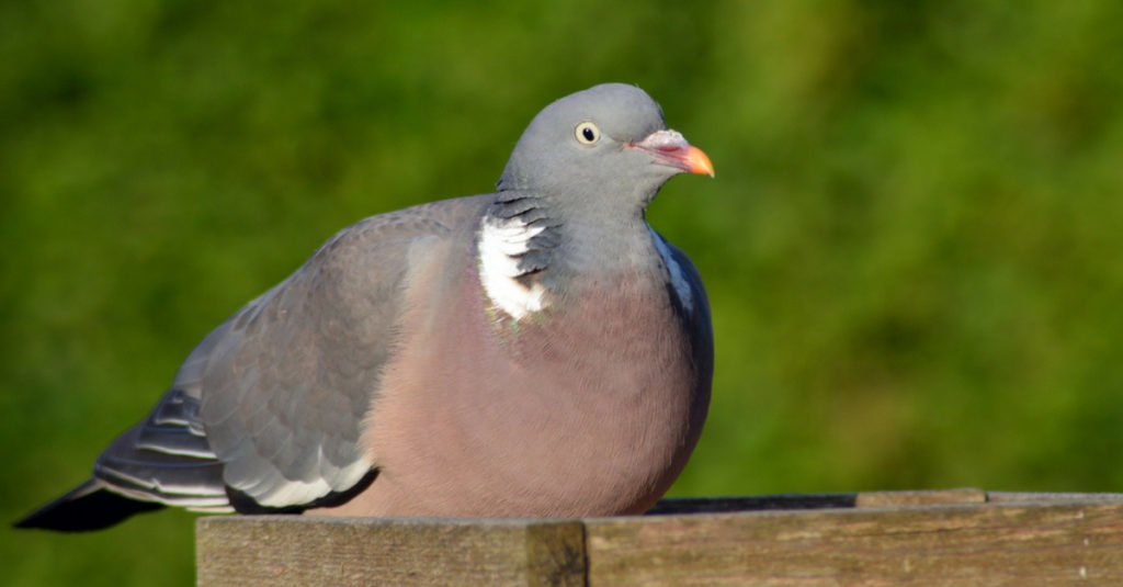 O que é, sintomas e transmissão da doença do pombo