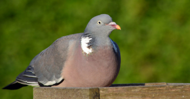 O que é, sintomas e transmissão da doença do pombo