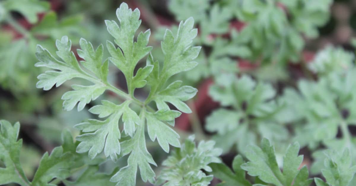 Losna: para que serve e como usar