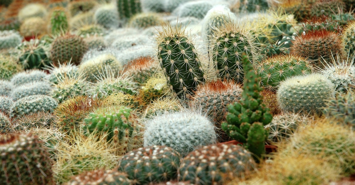 Como cuidar de cactos